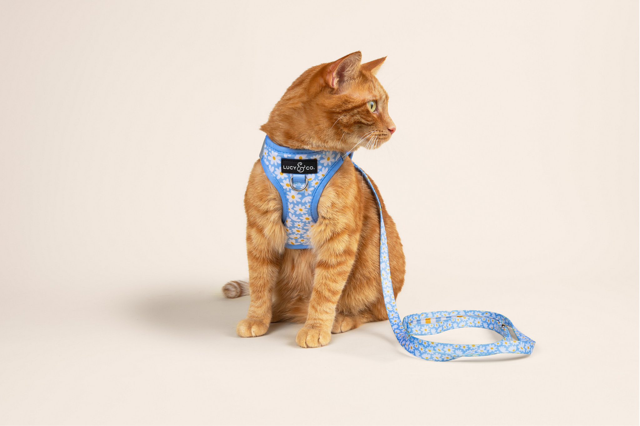 How to Measure Your Cat for the Perfect Harness Fit | Lucy & Co.
