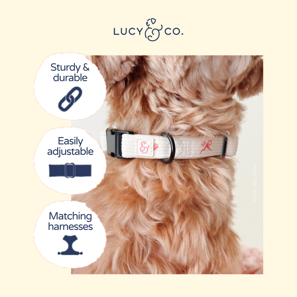 The Ever So Sweet Valentine's Day Corduroy Dog Collar | Lucy & Co.