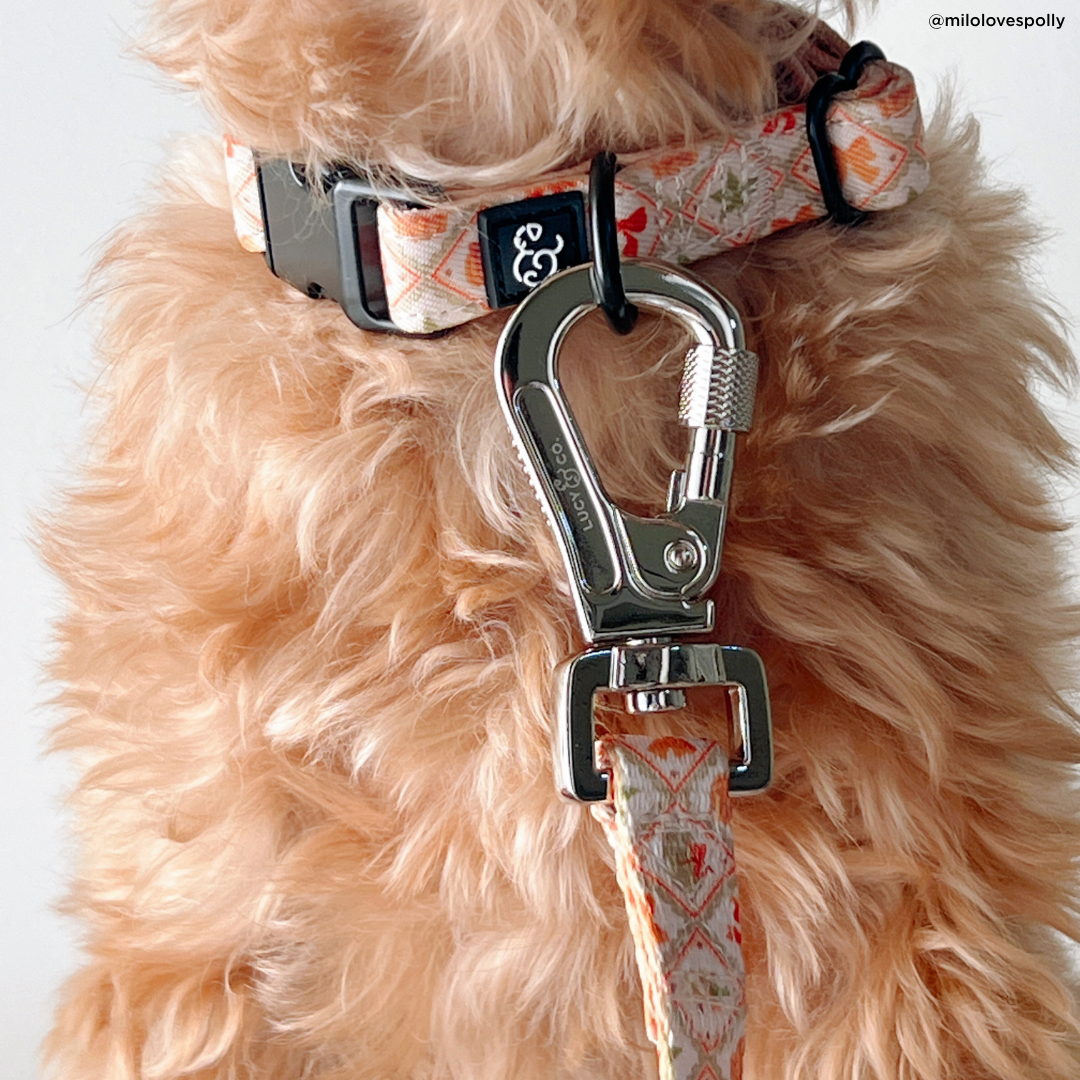 Cute Matching Dog Harnesses & Leashes - Top-Rated Walk Gear – Lucy & Co.