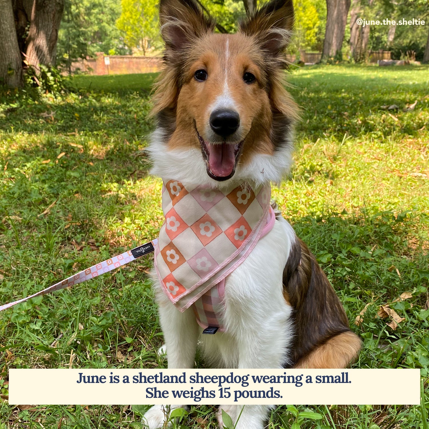 Think Pink! – Lucy & Co.