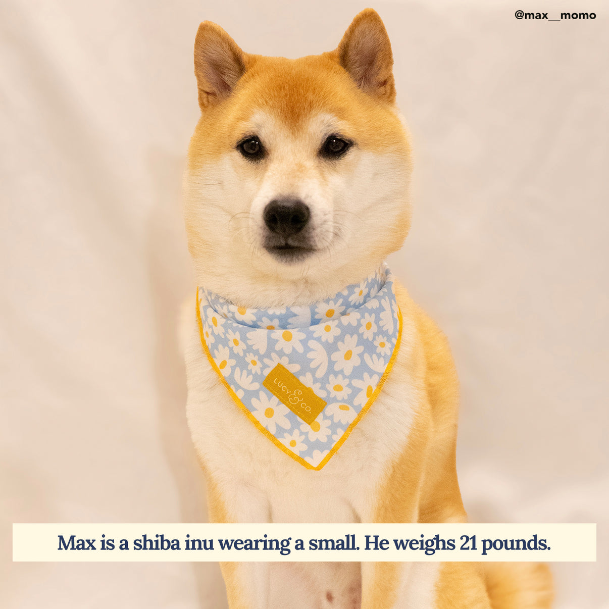 The Simply Splendid Daisy Print Spring Bandana | Lucy & Co.