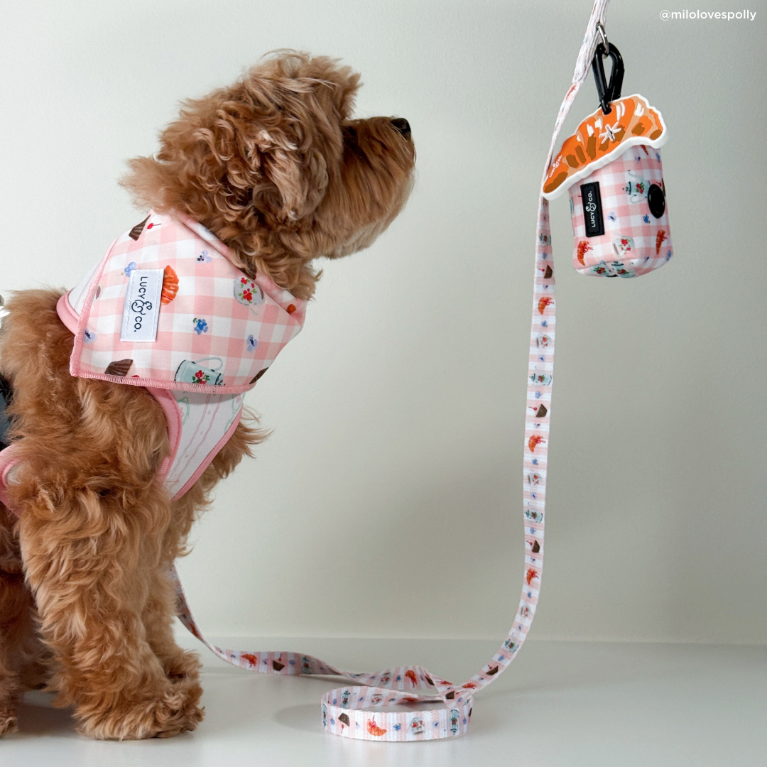 Top-Rated Dog Leashes - The Internet's Favorite Dog Gear – Lucy & Co.