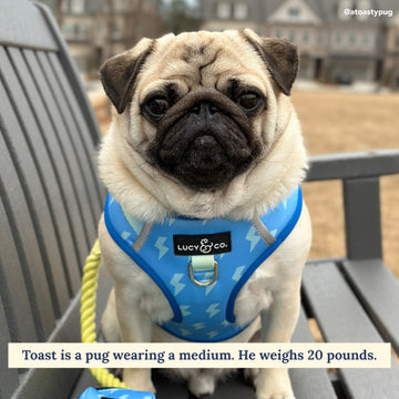 Lucy & Co. Harnesses | Reversible & Front Clip No-Pull Dog Harnesses