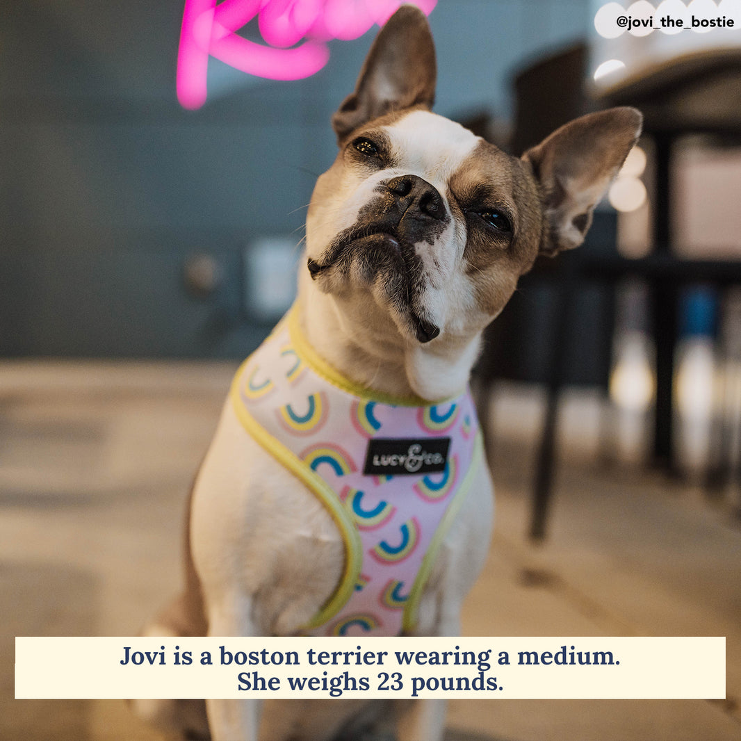 Lucy & Co. Harnesses | Reversible & Front Clip No-Pull Dog Harnesses