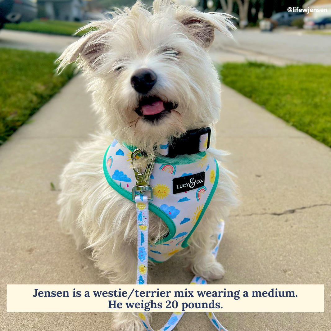 Lucy & Co. Harnesses | Reversible & Front Clip No-Pull Dog Harnesses