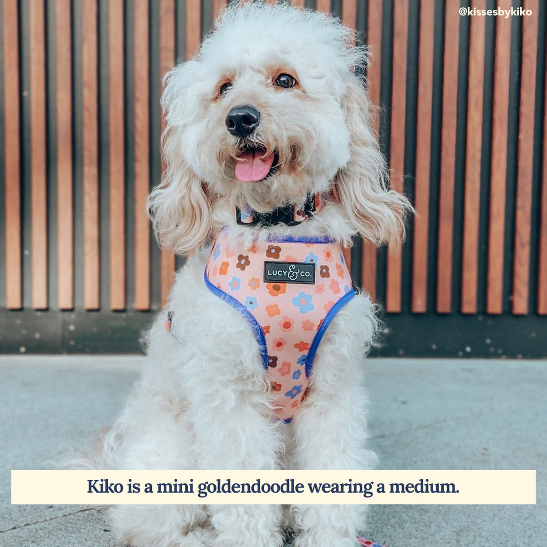 Cute Matching Dog Harnesses, Leashes, Collars - Lucy & Co.