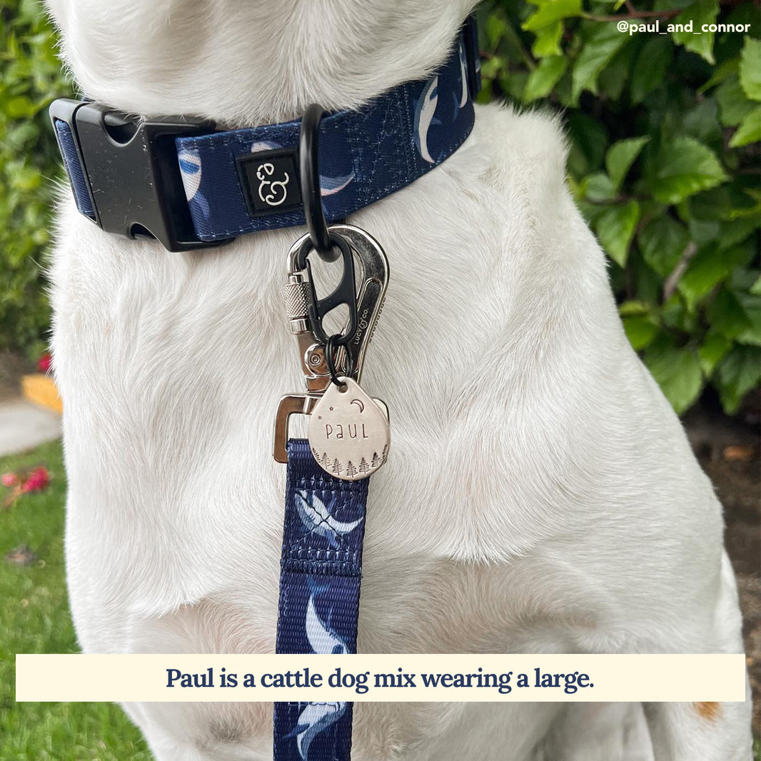 The Internet's Favorite Dog Collar - Adjustable, Premium Hardware ...
