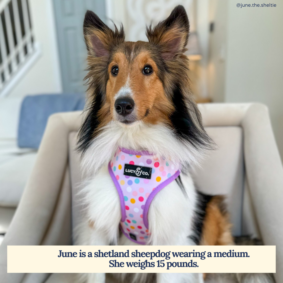 The Making Magic Reversible Dog Harness | Lucy & Co.