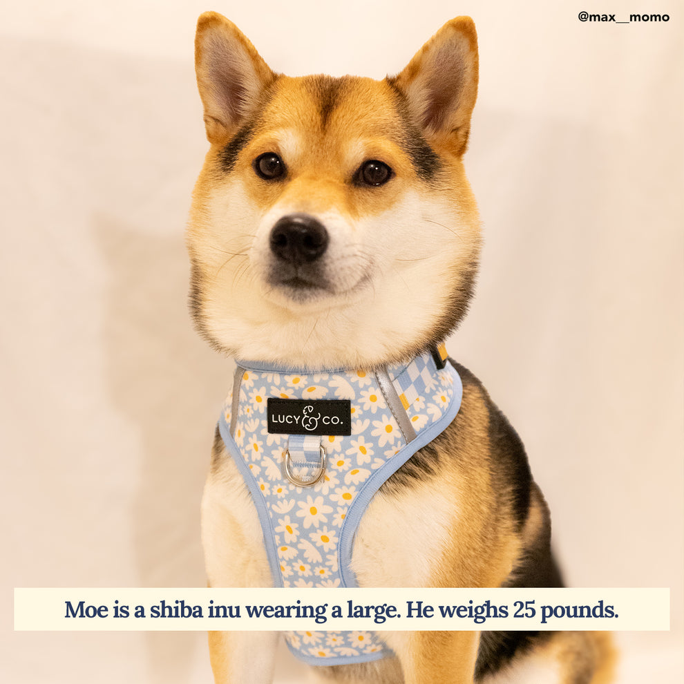 Blue Daisy No-Pull Neoprene Dog Harness - Simply Splendid | Lucy & Co.