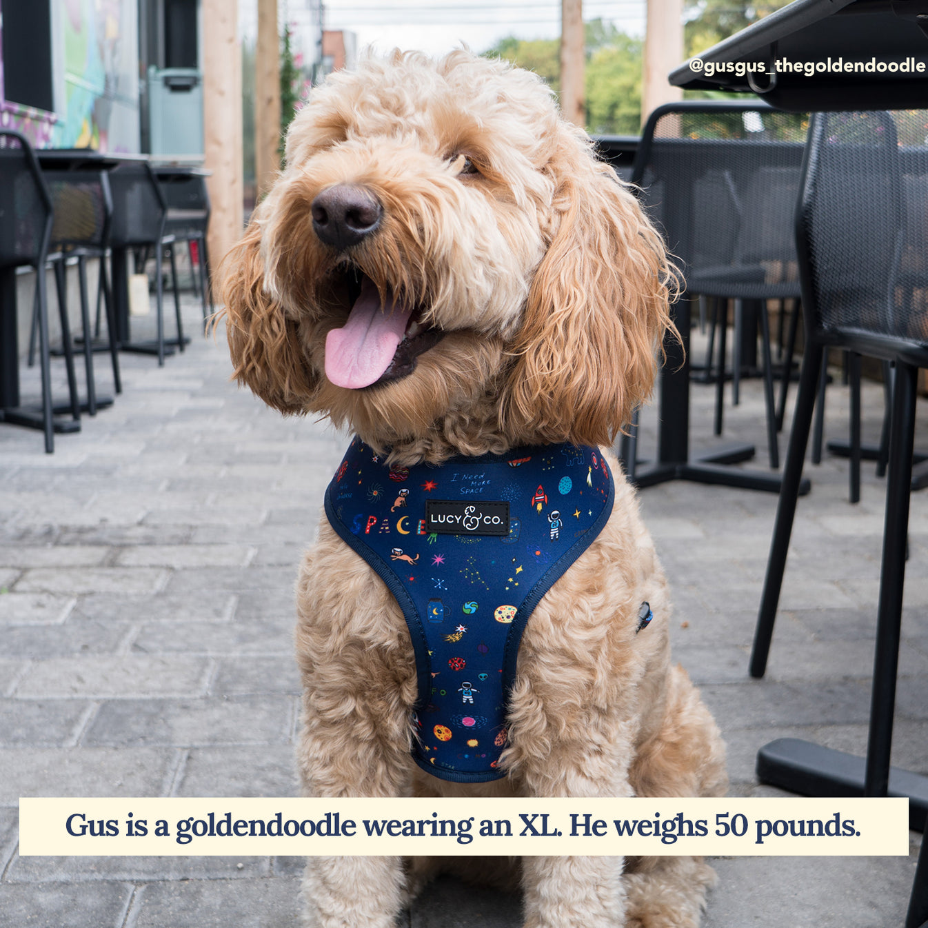 The Space Doodle Reversible Dog Harness | XS - XL - Sizes Available ...
