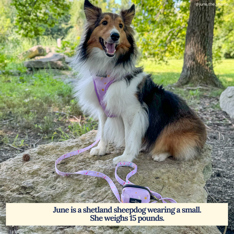 Top-Rated Dog Leashes - The Internet's Favorite Dog Gear – Lucy & Co.