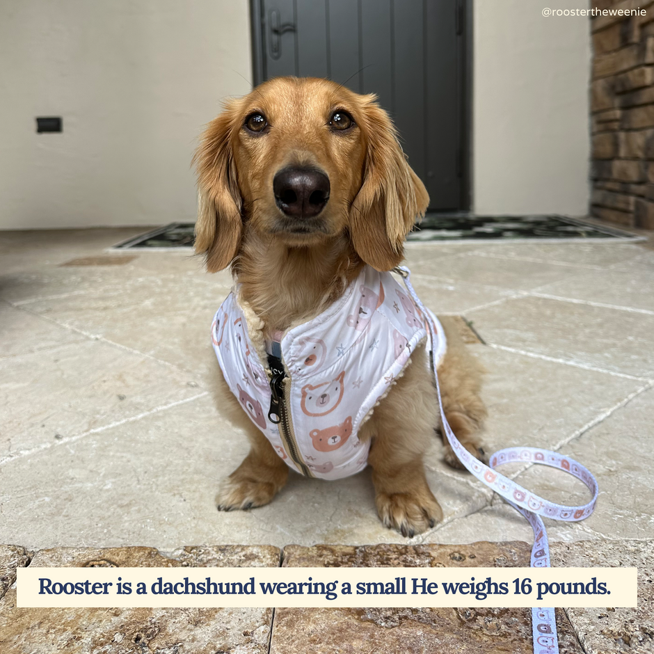 Top-Rated Dog Leashes - The Internet's Favorite Dog Gear – Lucy & Co.