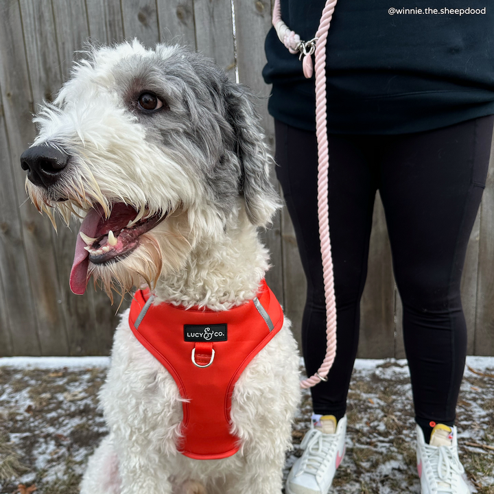 Top-Rated Dog Leashes - The Internet's Favorite Dog Gear – Lucy & Co.