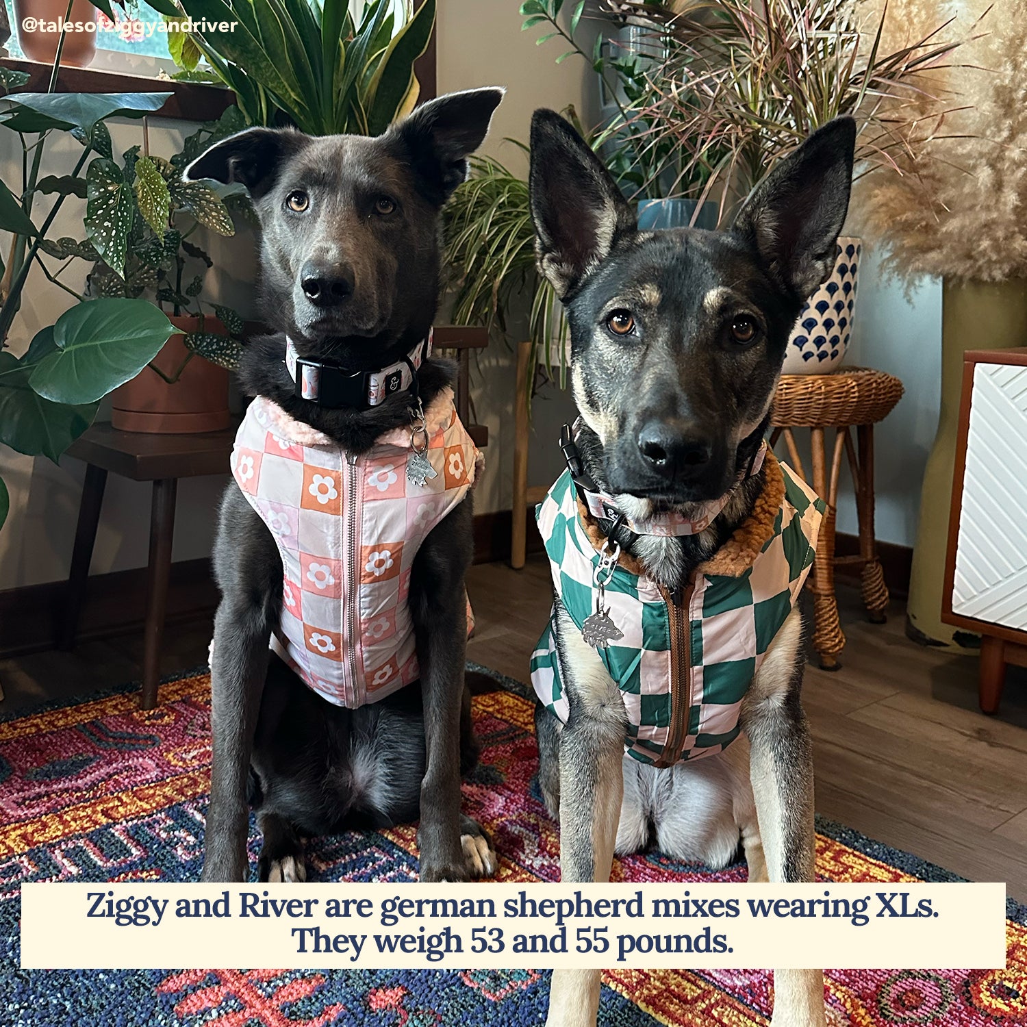Think Pink! – Lucy & Co.