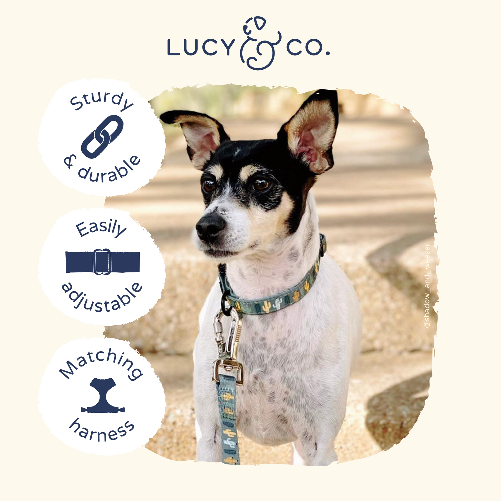 The Looking Sharp Collar | Matching Dog Collars | Lucy & Co.