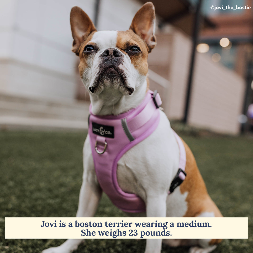 Lucy & Co. Harnesses | Reversible & Front Clip No-Pull Dog Harnesses