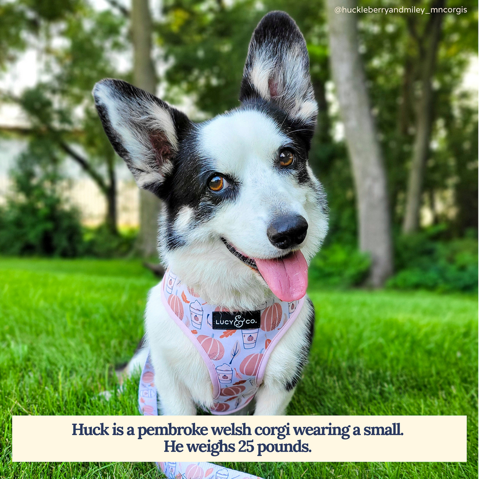 The Internet's Favorite Reversible & No-Pull Dog Harness | Lucy & Co.