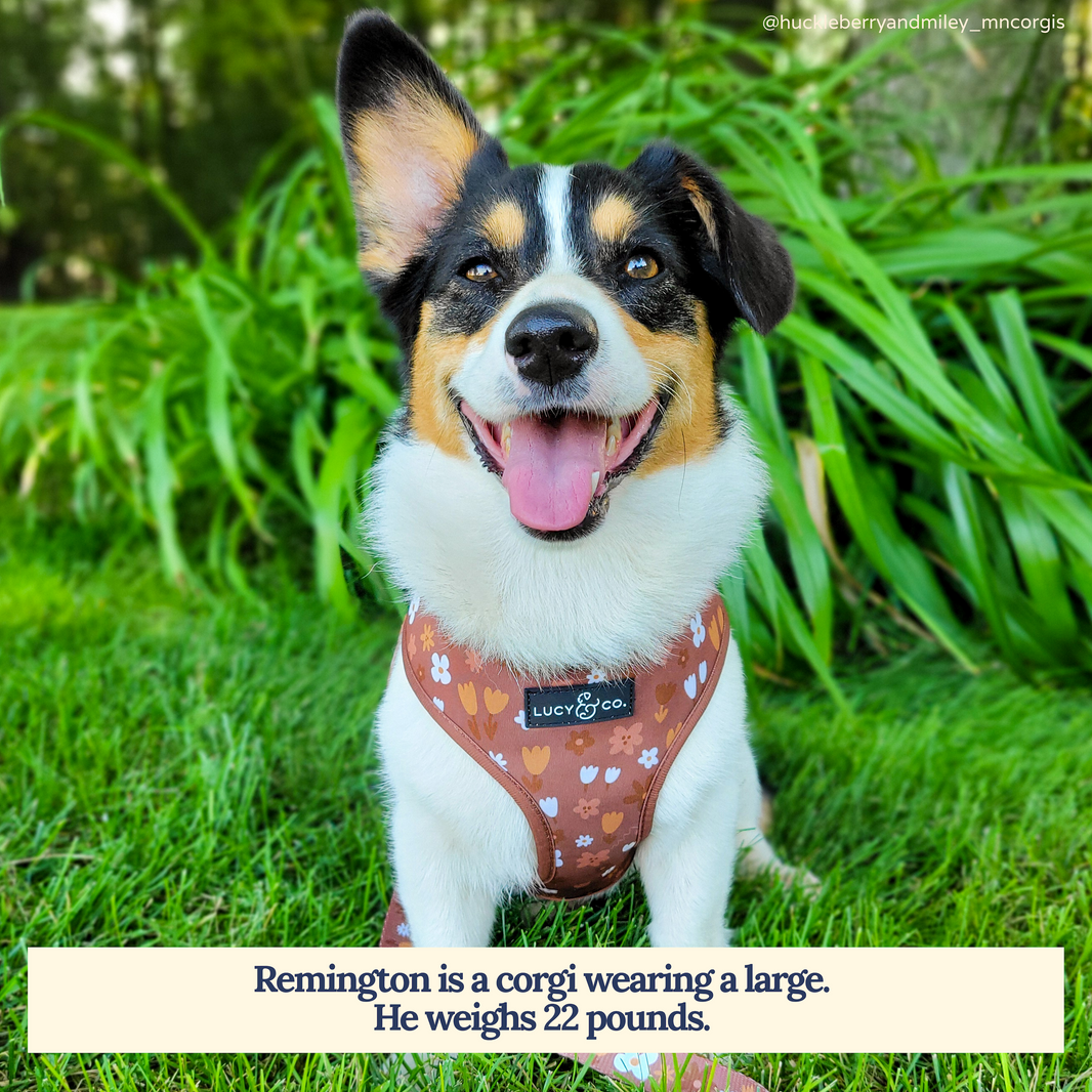 The Internet's Favorite Reversible & No-Pull Dog Harness | Lucy & Co.