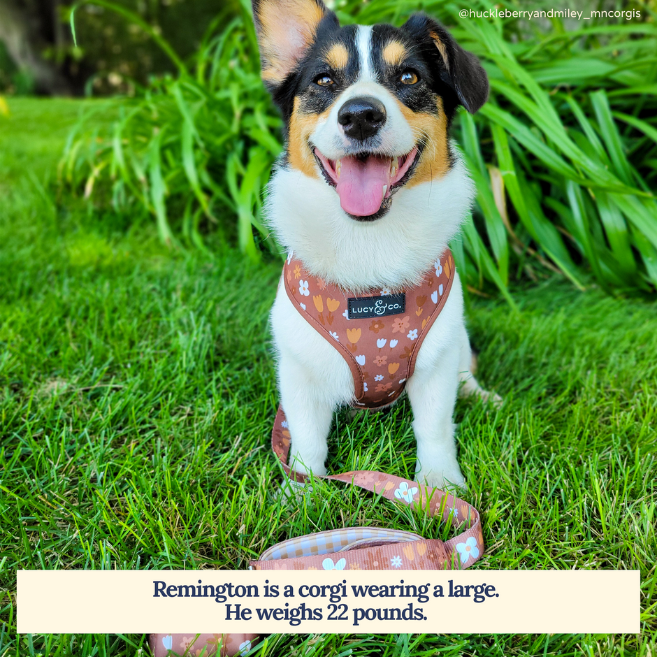 Top-Rated Dog Leashes - The Internet's Favorite Dog Gear – Lucy & Co.