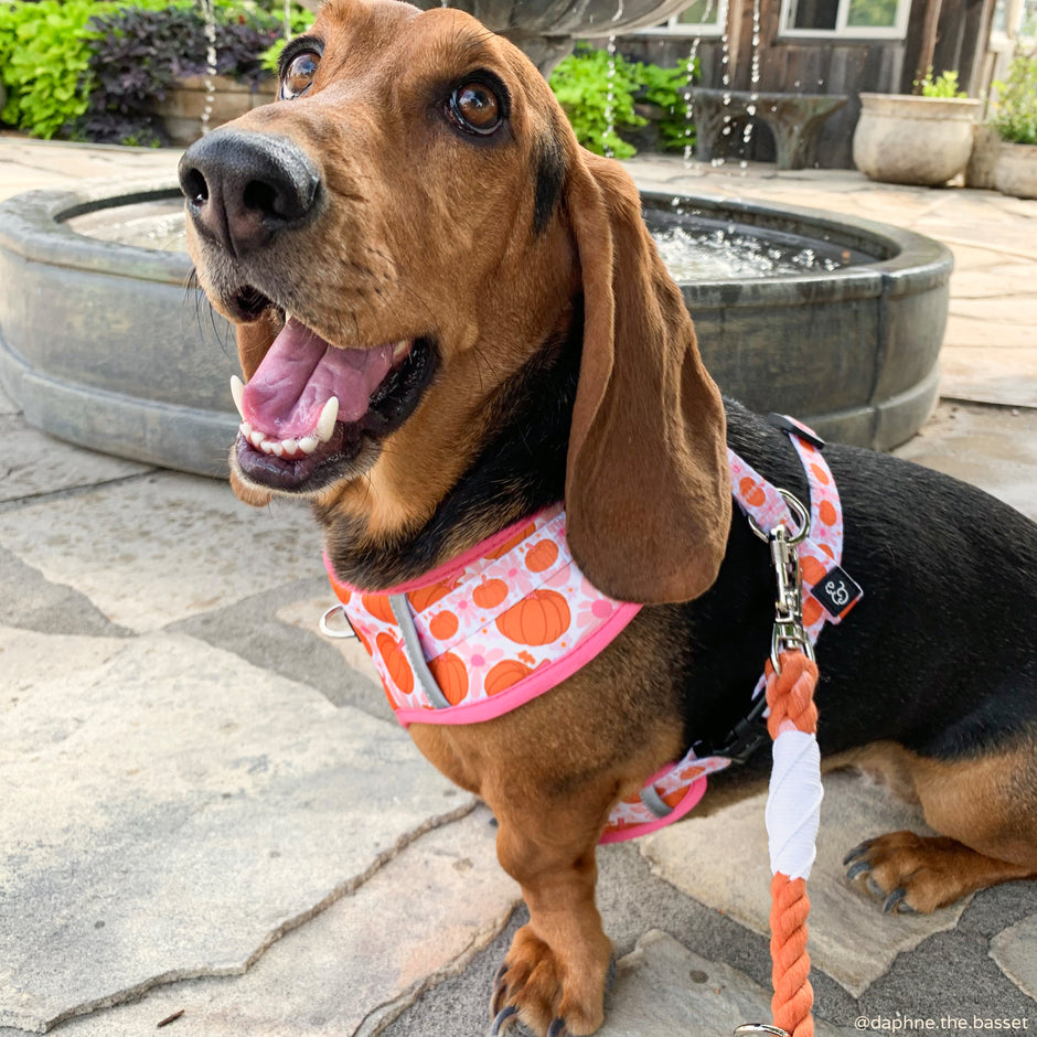 Cute Matching Dog Harnesses & Leashes - Top-Rated Walk Gear – Lucy & Co.