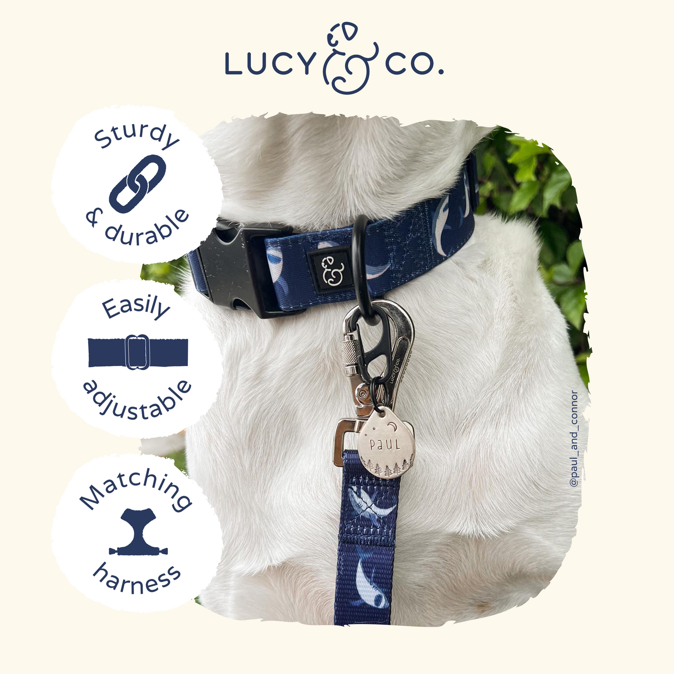 Shark Attack Collar – Lucy & Co.